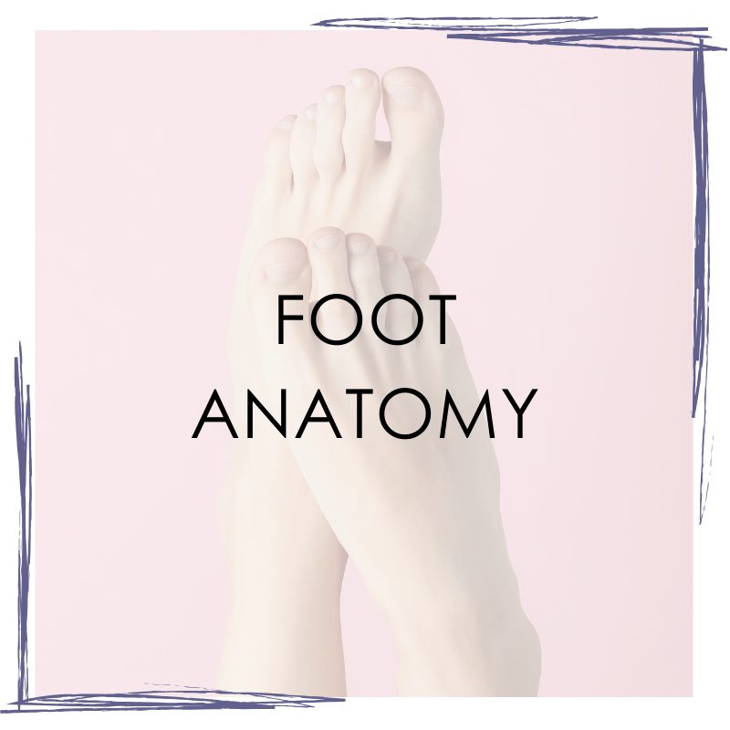 Understanding Foot Anatomy: Create Your Perfect Sock Fit